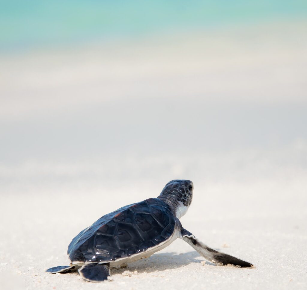 The ocean + a blind turtle + some driftwood = lucky to be human ...