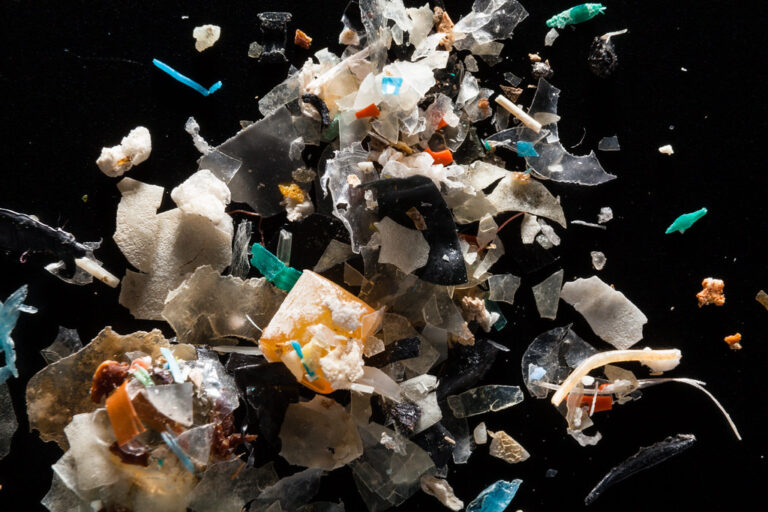 Microplastics, Canned Fish, and You: How plastic pollution may play a ...