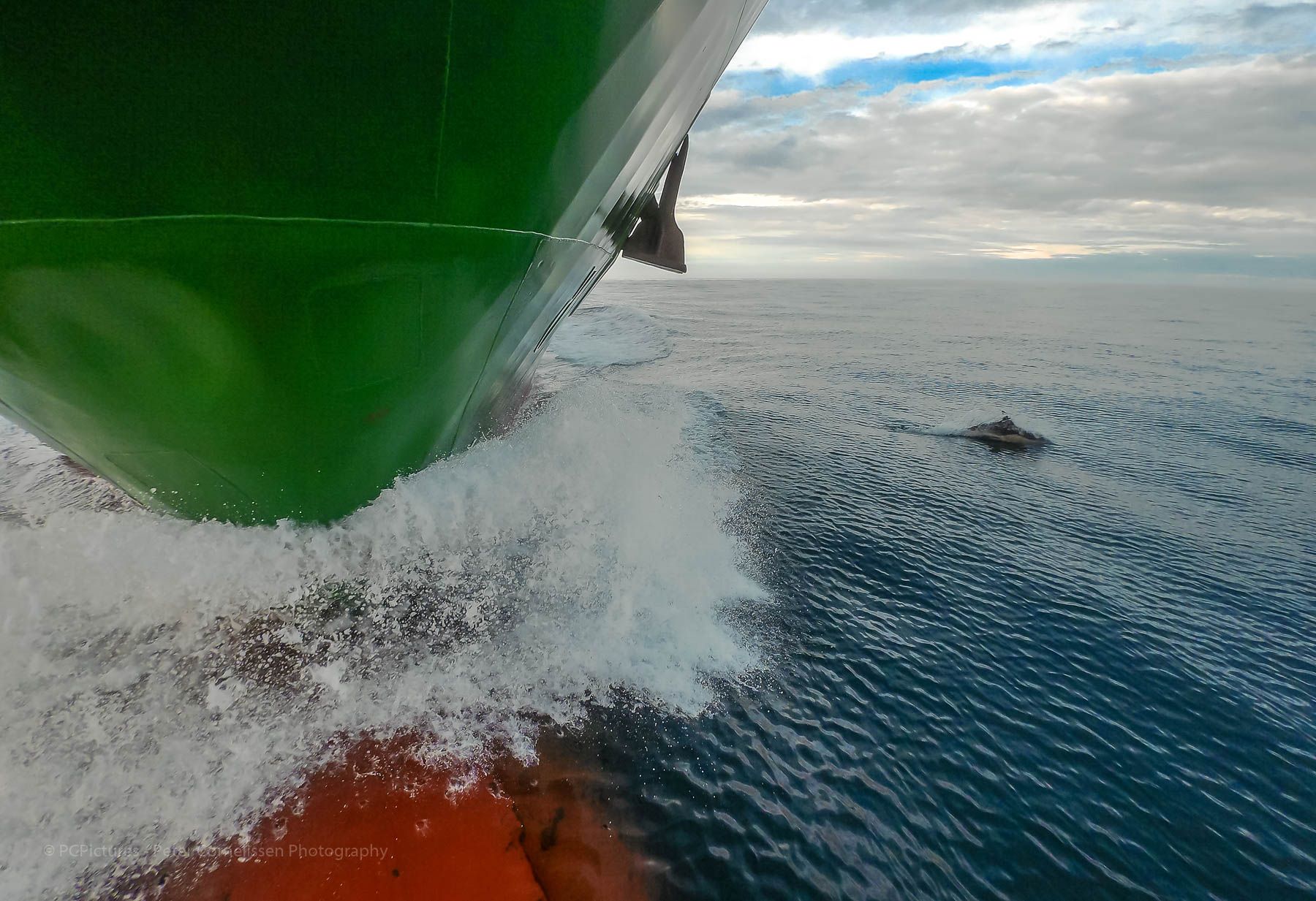 Crash Compilation #1: A review of vessel collisions with marine animals ...