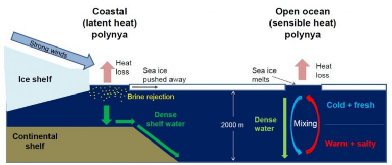 Open ocean polynyas: How these holes in the ice mysteriously appear ...