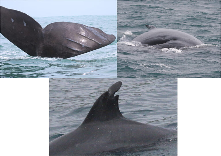 Crash Compilation #1: A review of vessel collisions with marine animals ...