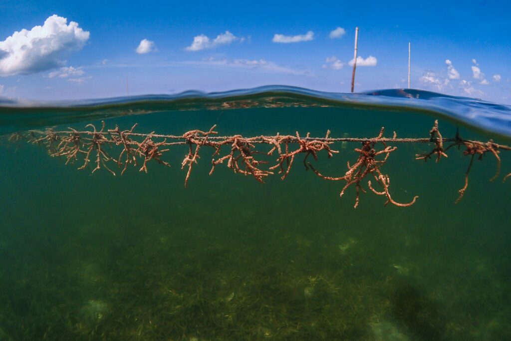 Decomposition in the Deep Sea – oceanbites
