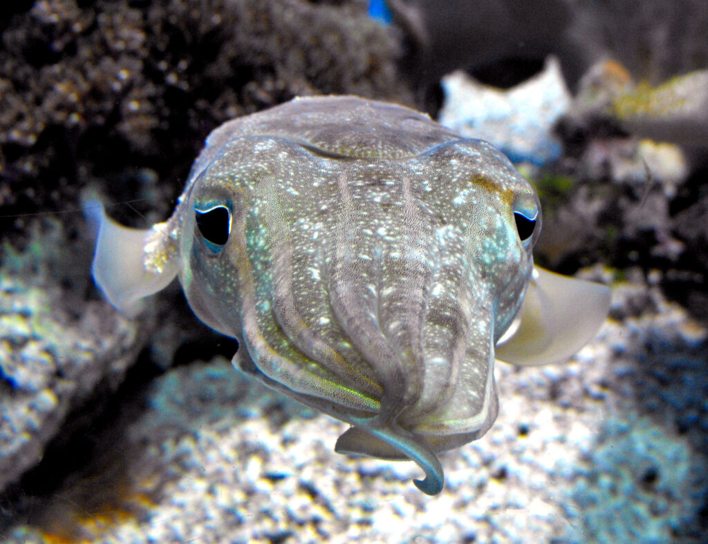 Cuttlefish Cognition: are these oceanic invertebrates capable of ...