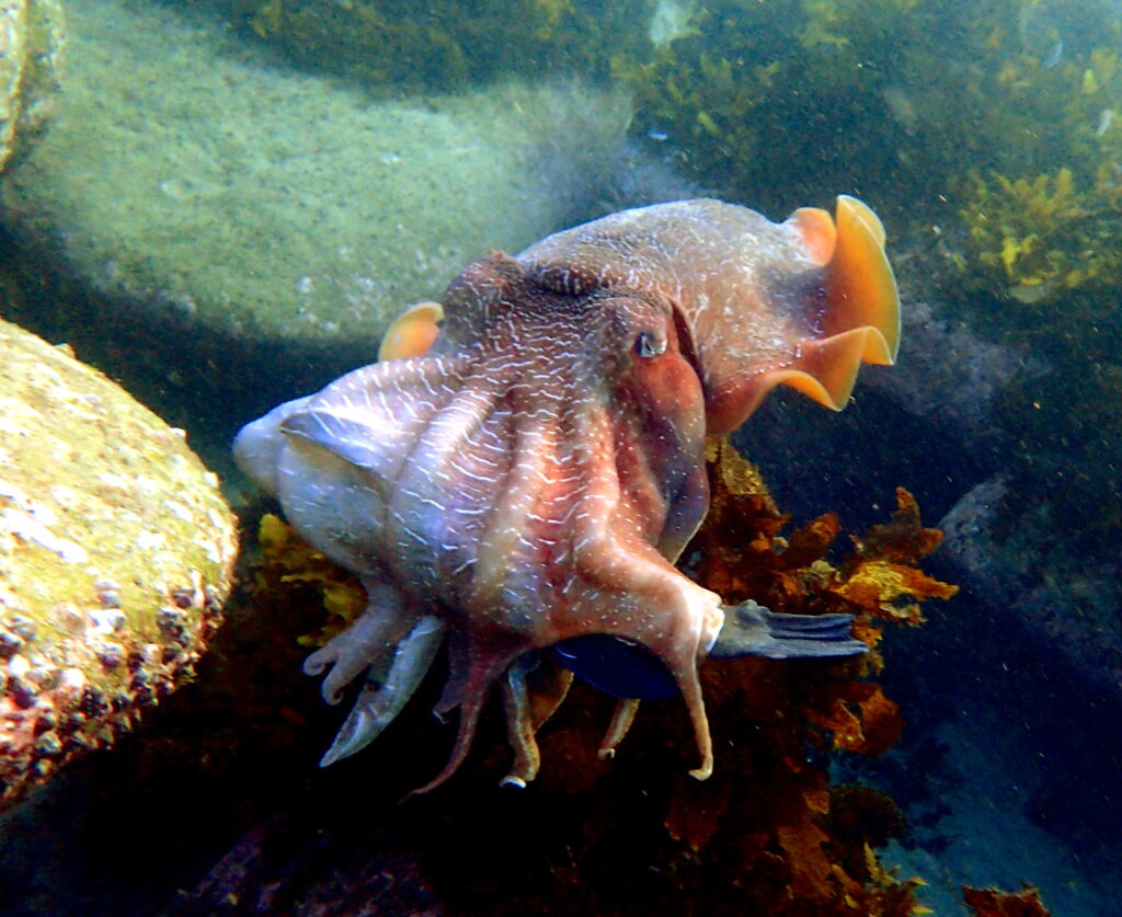 Cuttlefish Cognition: are these oceanic invertebrates capable of ...