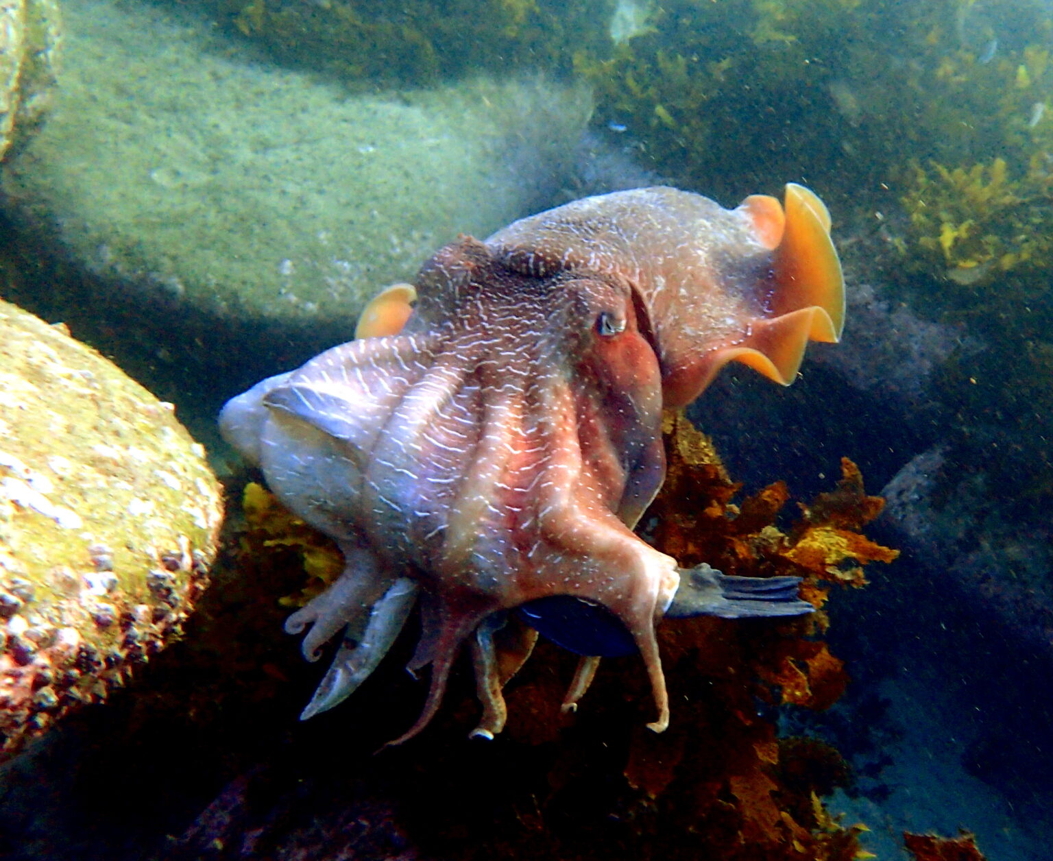 Cuttlefish Cognition: are these oceanic invertebrates capable of ...