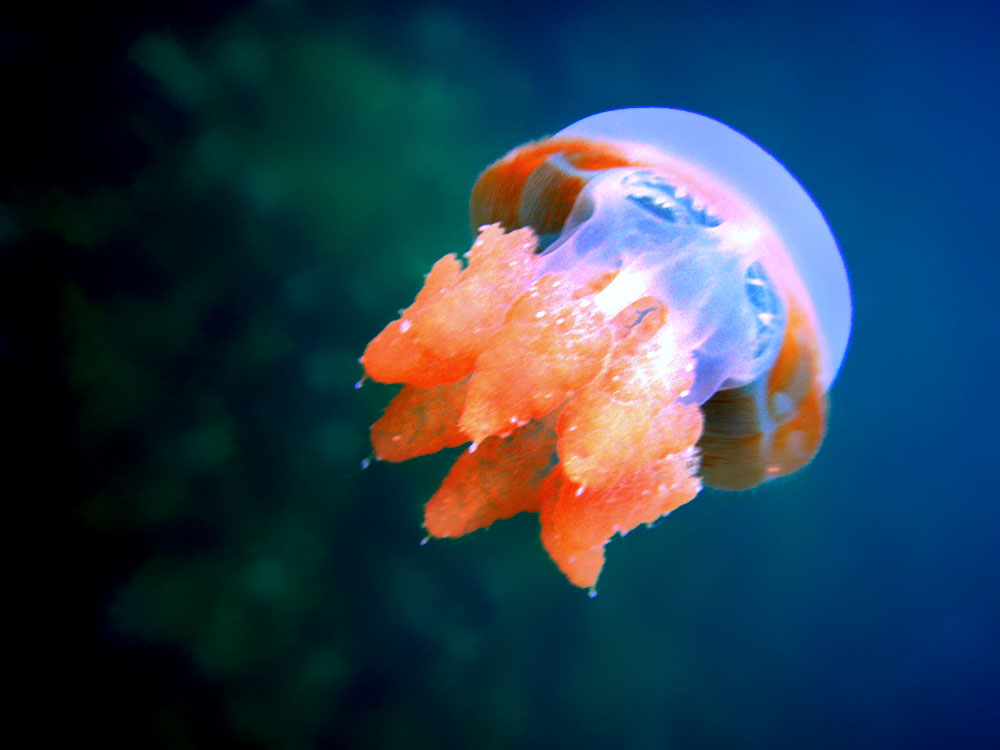 Scientists set sail to survey the ocean’s plankton diversity – oceanbites