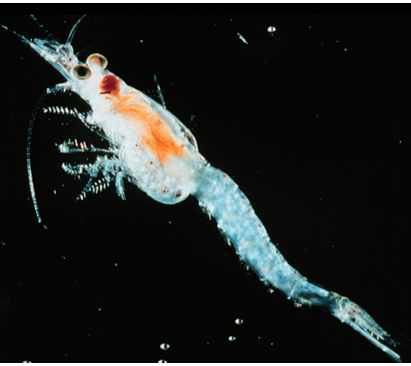 Damselfish farmers domesticated mysid shrimp – oceanbites