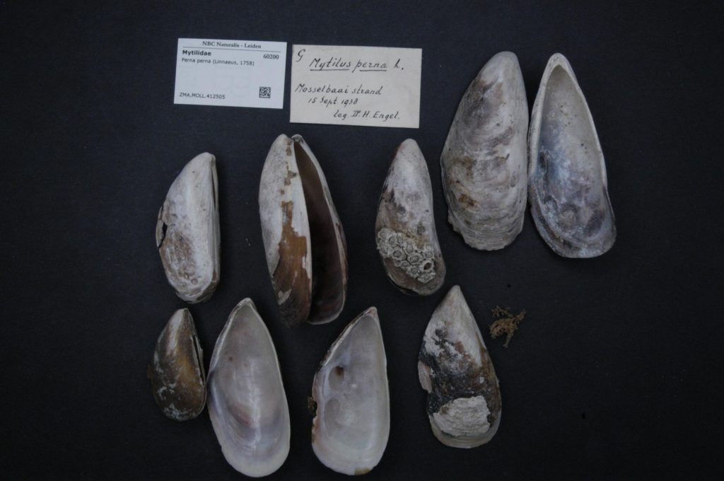 Living Life to the Fullest: Enzyme Activity of Two African Mussel ...