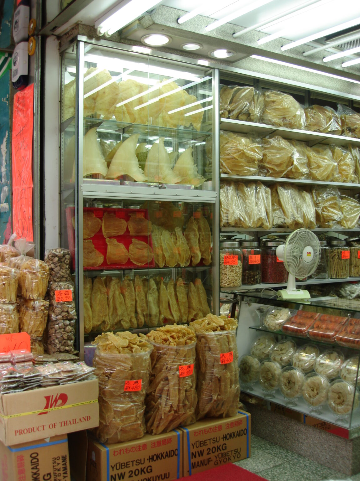 The Regenerative Power of Whale Sharks – oceanbites