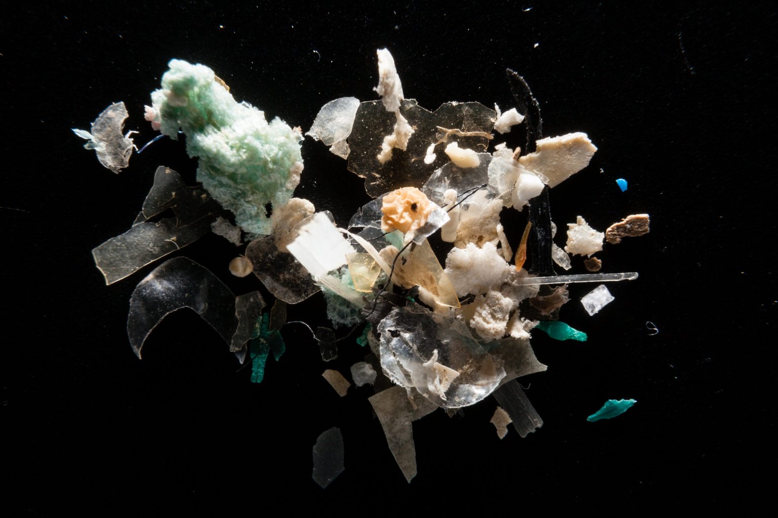 Let them eat plastic – Animals eating microplastic could choke the ...