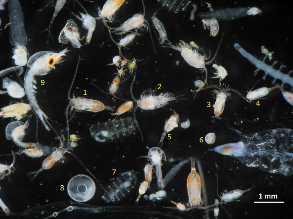 Let them eat plastic – Animals eating microplastic could choke the ...
