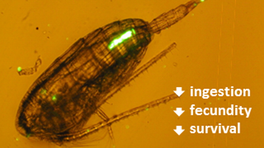 Let them eat plastic – Animals eating microplastic could choke the ...