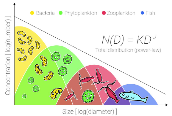 Size matters: The power of particles in determining ocean color ...