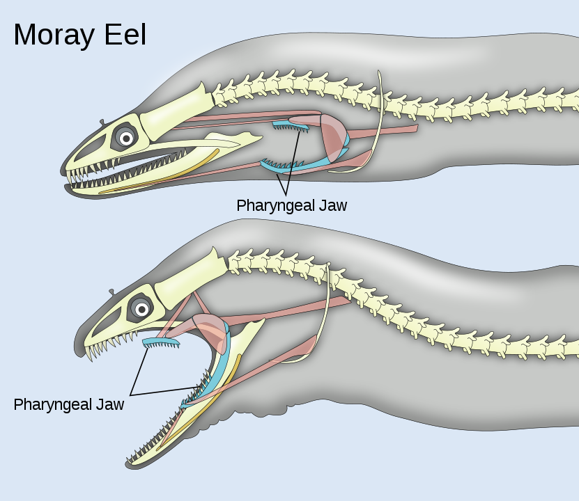 Moray Eel’s Eerie Jaws Provide Unique Advantage – oceanbites