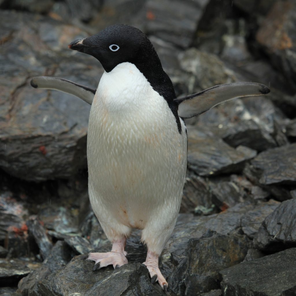Belligerent Birds: Do penguins perform unprompted acts of aggression ...