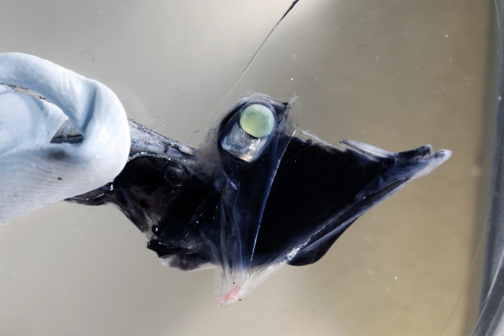 Fish with supervision? See for yourself! – oceanbites