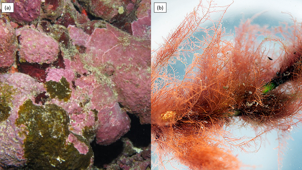 Biofouling Organisms Tell All About The Age Of Lost Fishing Gears ...