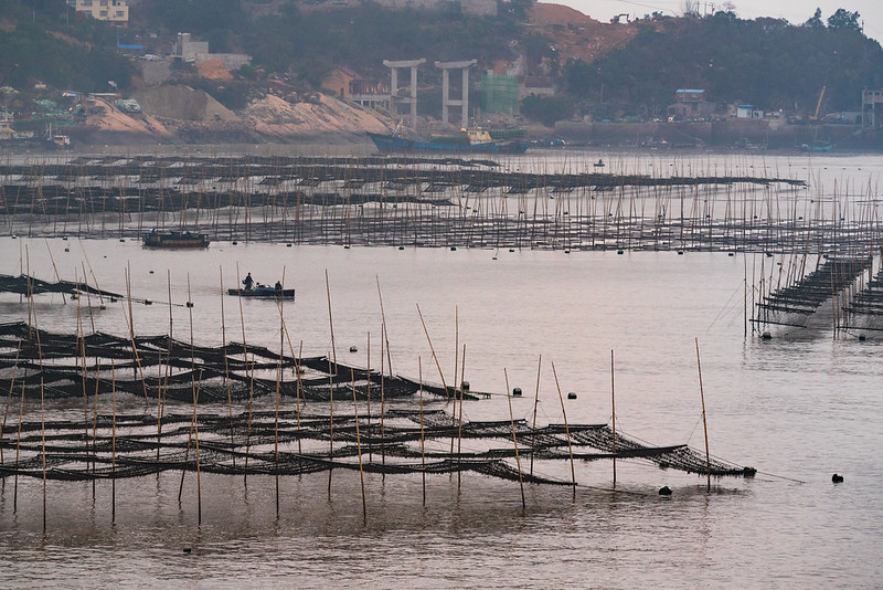 Experimental Kelp Farm Boosts Biodiversity and Ecosystem Health ...