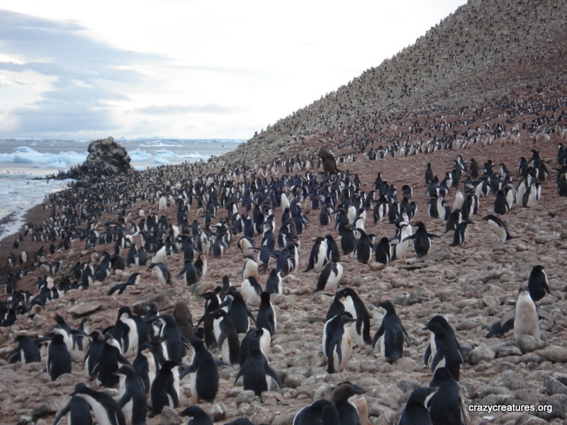 Metals from penguin poop can support life in the Southern Ocean ...