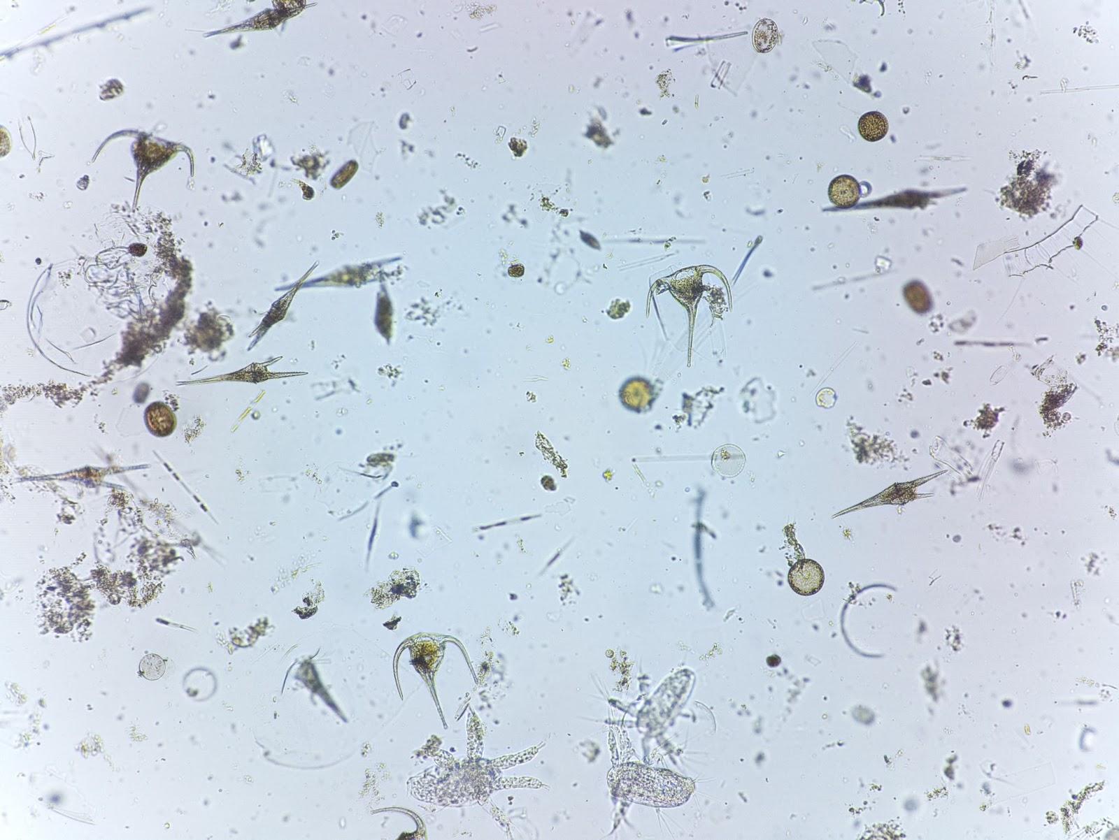 Studying tiny ocean organisms on a large scale: How do we make sure we ...