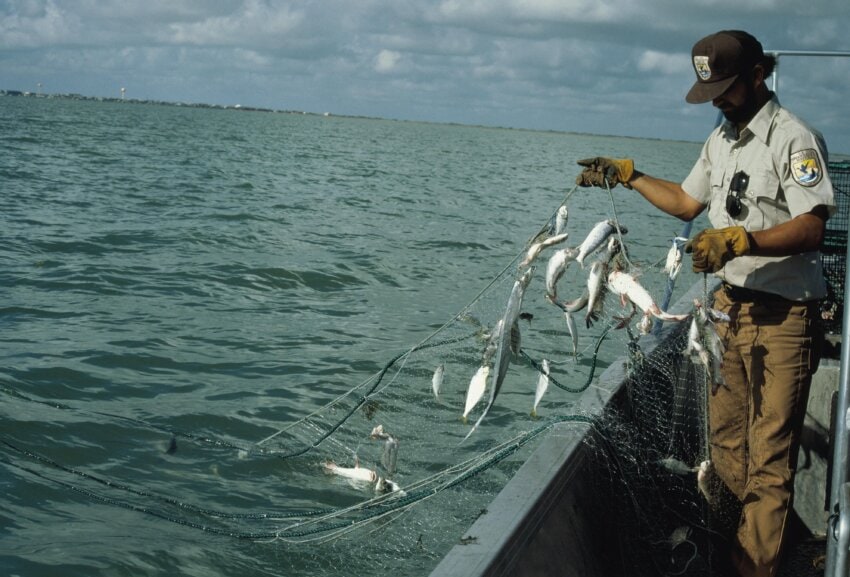 Suffocating Sea Snakes: How fishing harms these undersea reptiles ...