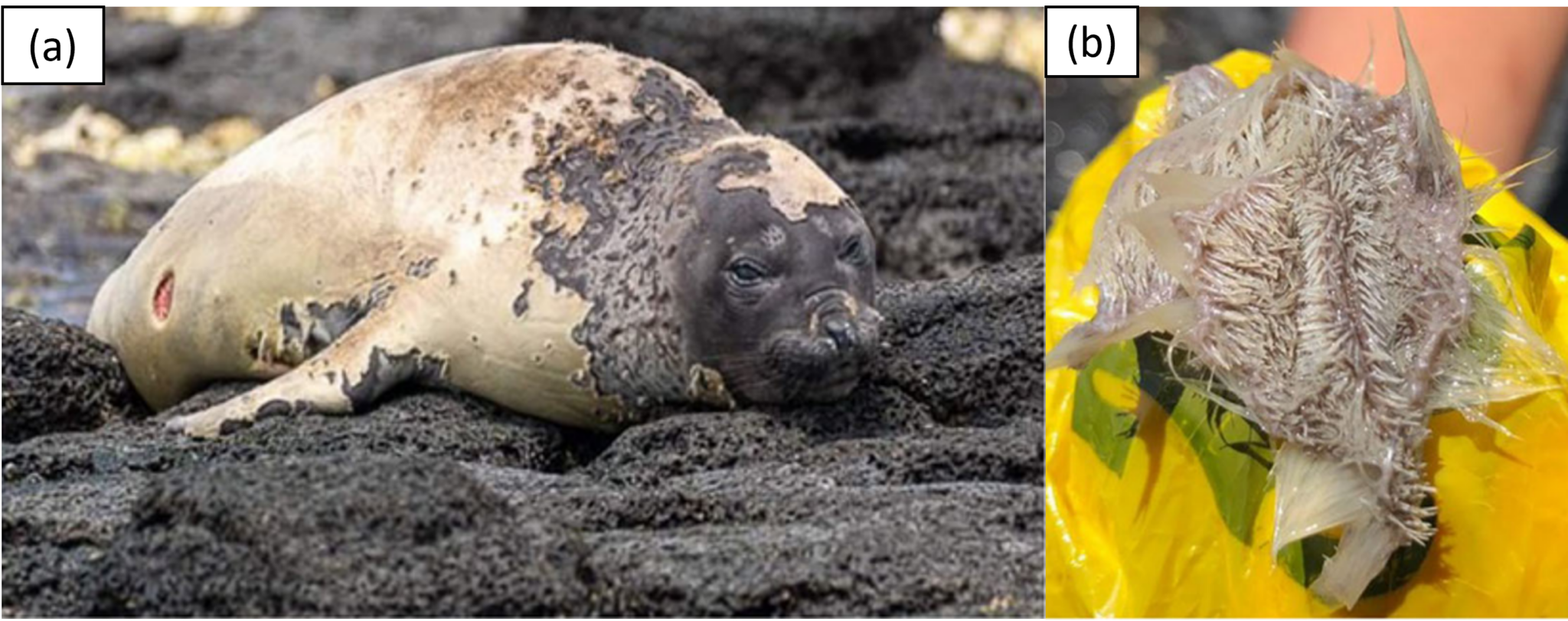 From the poles to the tropics: First molting of a southern elephant ...