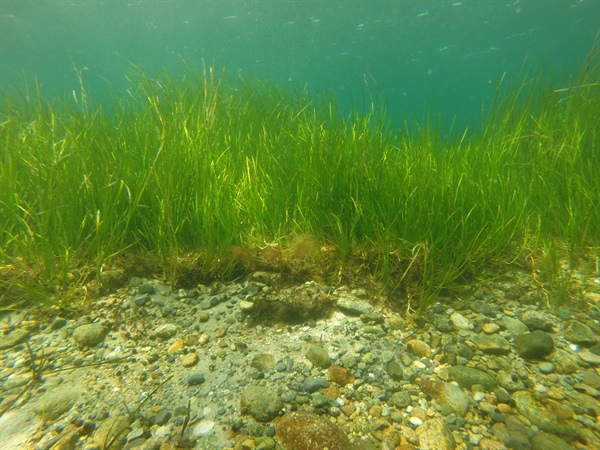 Sea otter digging promotes eelgrass resilience – oceanbites