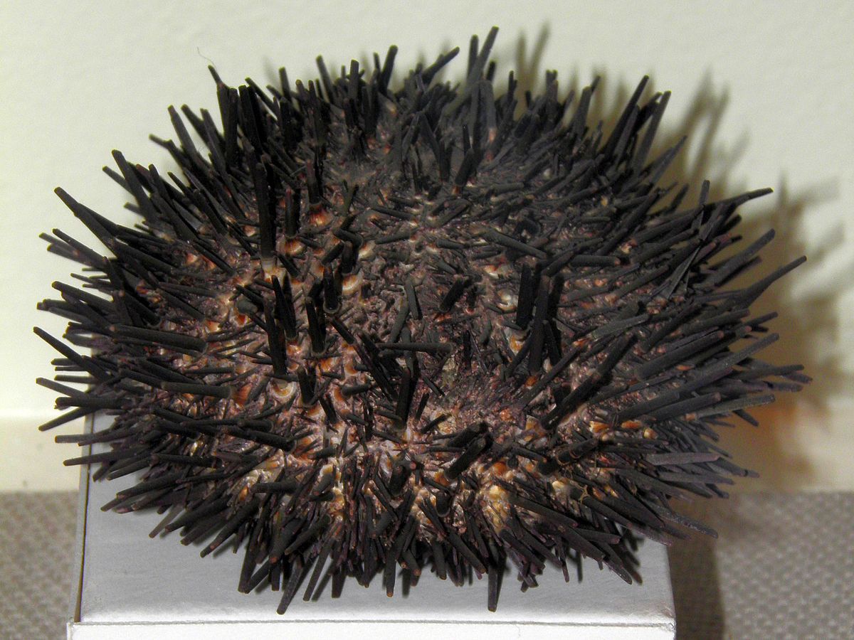 Urchin Unease: Can cues from fellow urchins curb these invertebrates ...