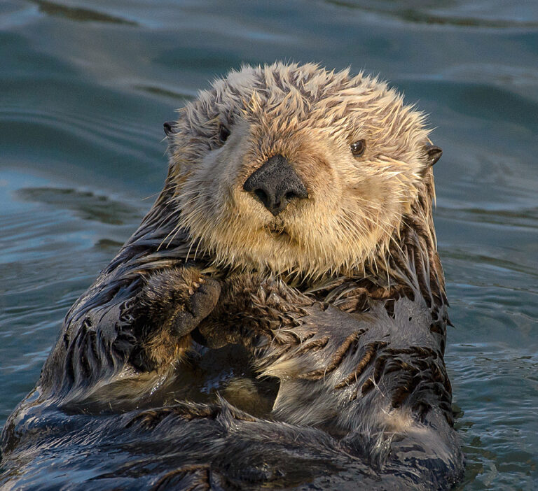 Sea otter digging promotes eelgrass resilience – oceanbites