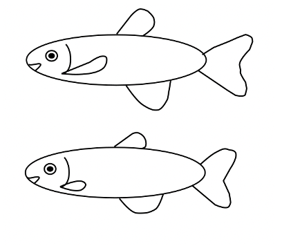 How did flying fish get their “wings”? – oceanbites