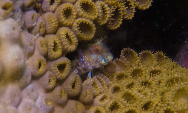 Gobies get by with a little help from their friends – oceanbites