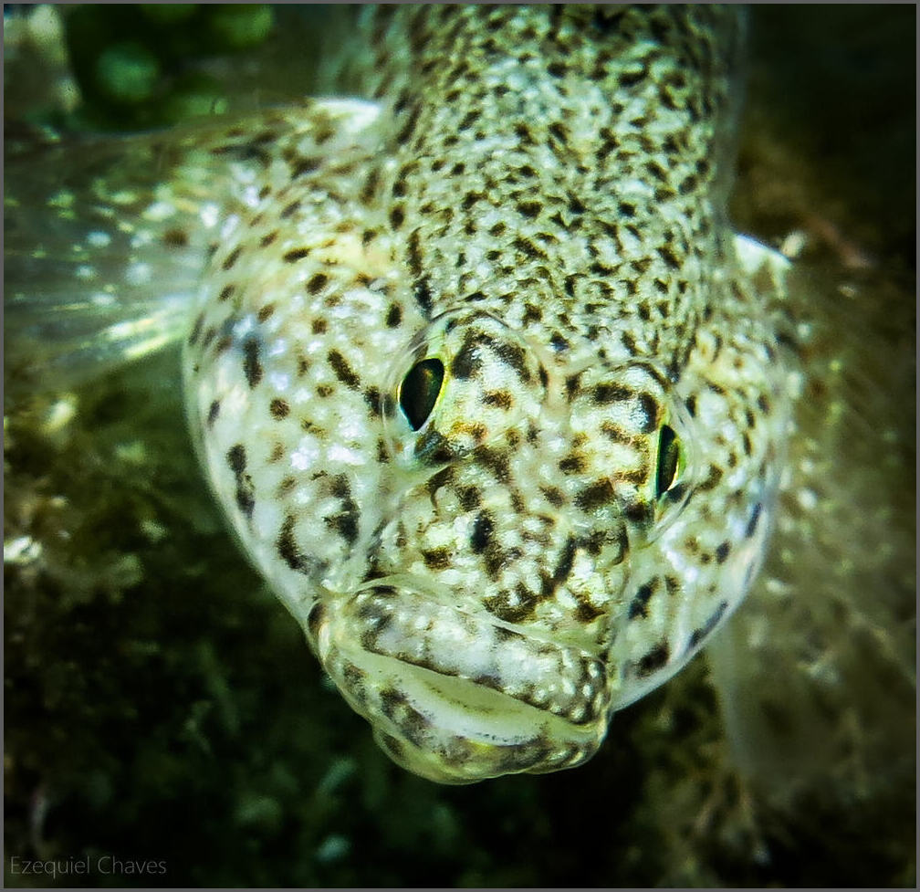 Gobies get by with a little help from their friends – oceanbites