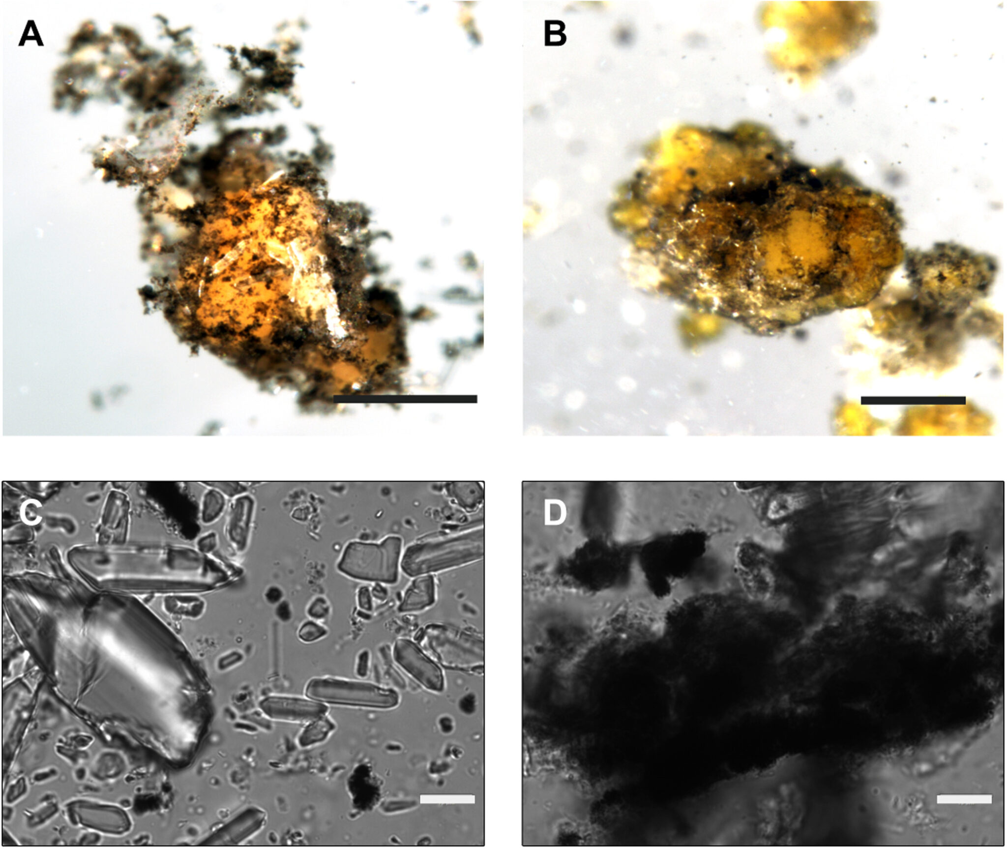 First Report of Biologically Produced Elemental Carbon – oceanbites