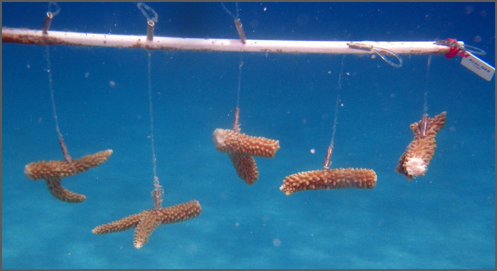 A new way to find and propagate the corals of the future – oceanbites