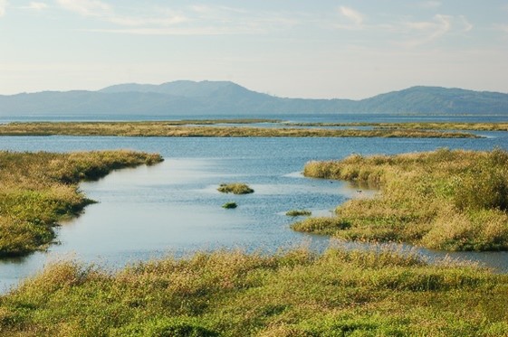 How tidal marsh restoration can help fight climate change – oceanbites