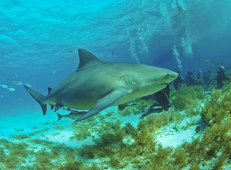 Devastating Depredation: When sharks eat anglers’ catches – oceanbites