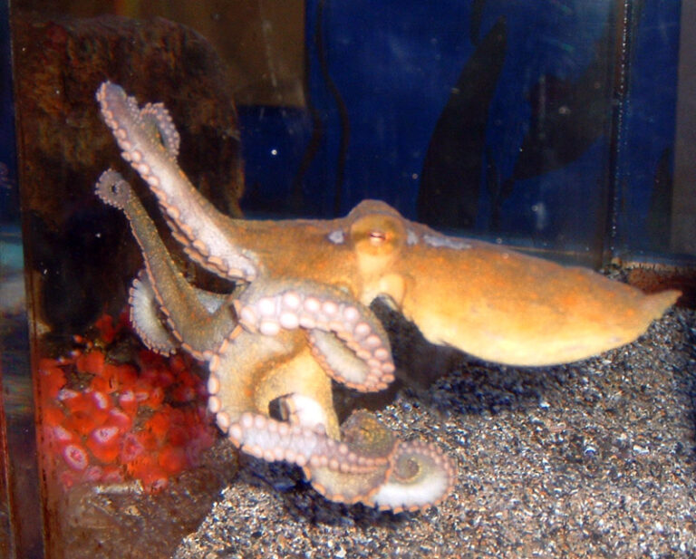 Can octopuses see with their skin? – oceanbites