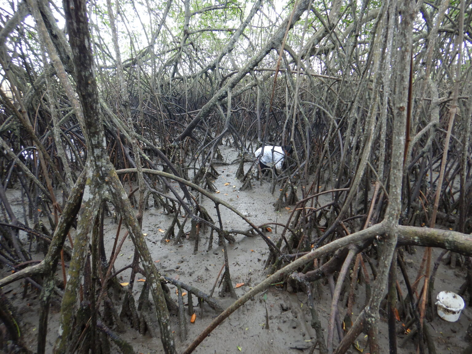 The gendered effects of mangrove destruction – oceanbites