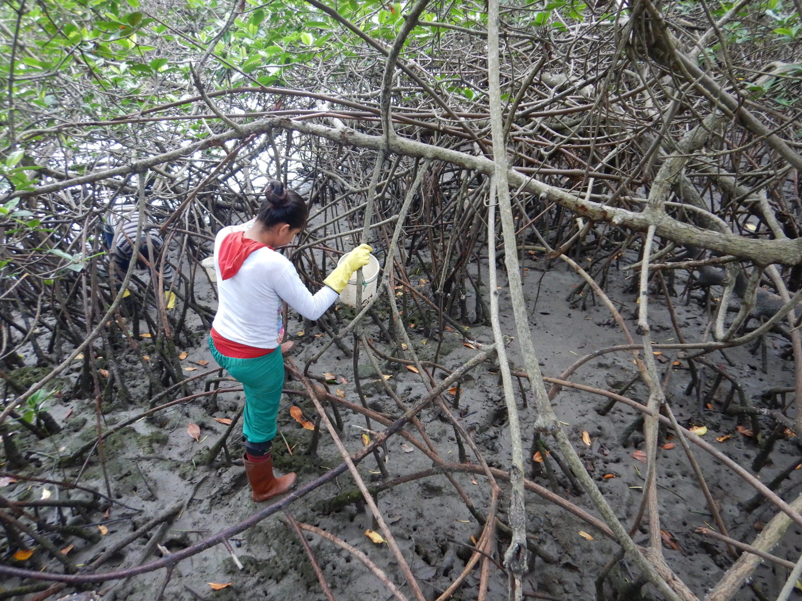 The gendered effects of mangrove destruction – oceanbites