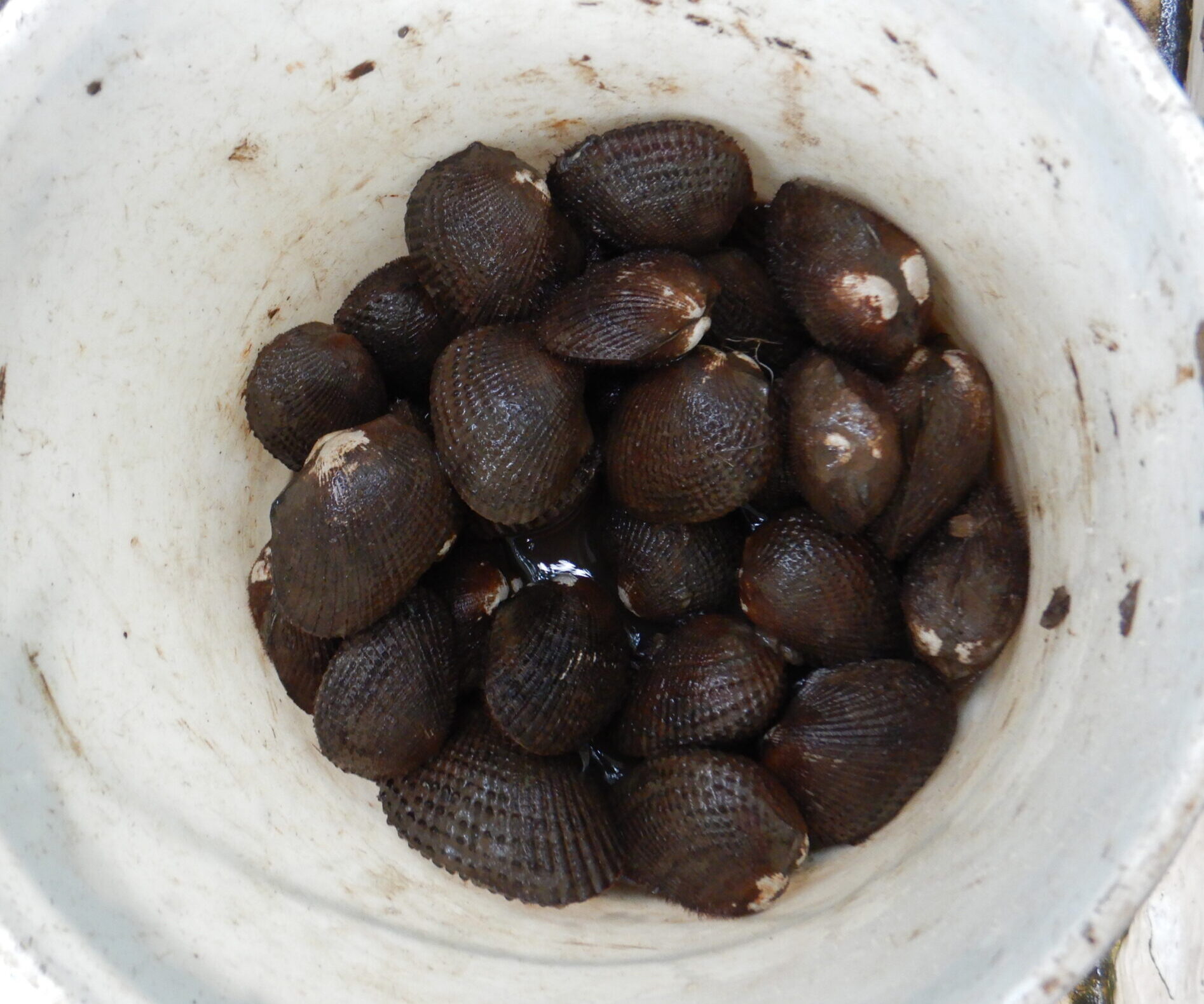 The gendered effects of mangrove destruction – oceanbites