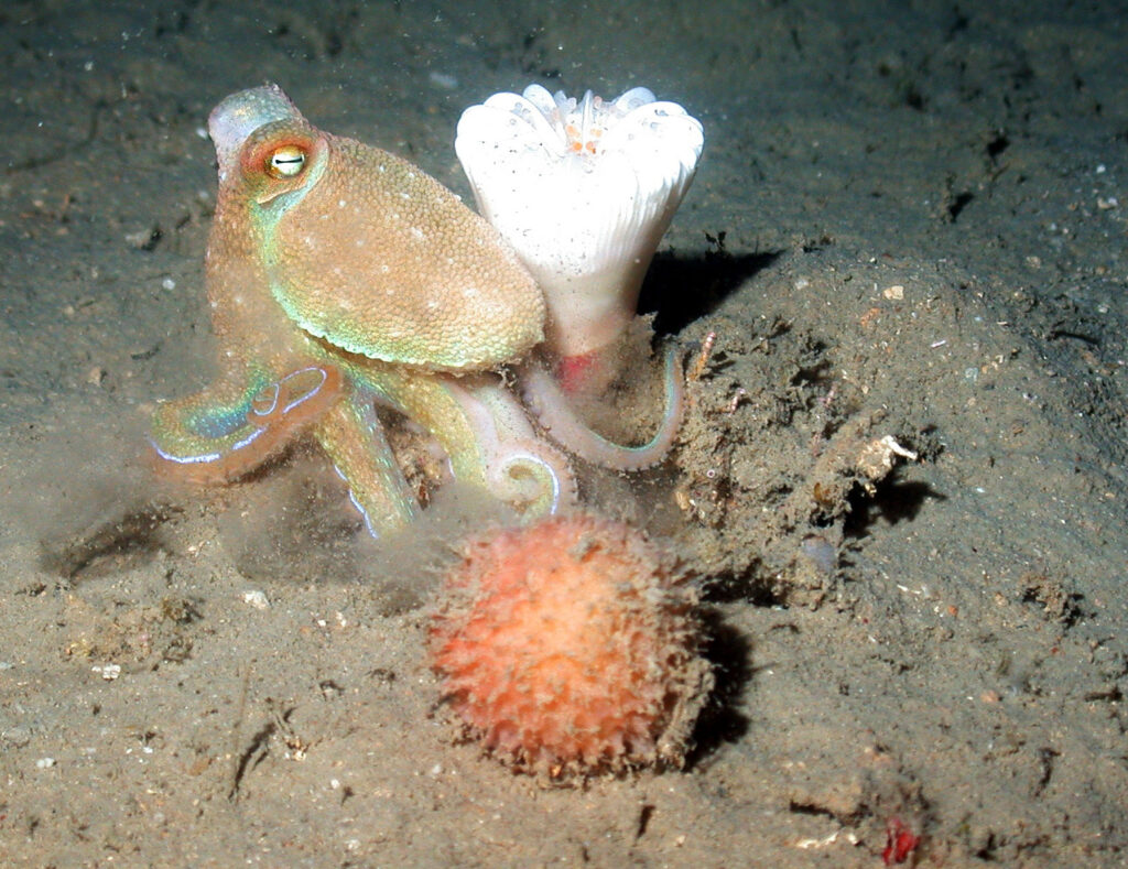 Can octopuses see with their skin? – oceanbites