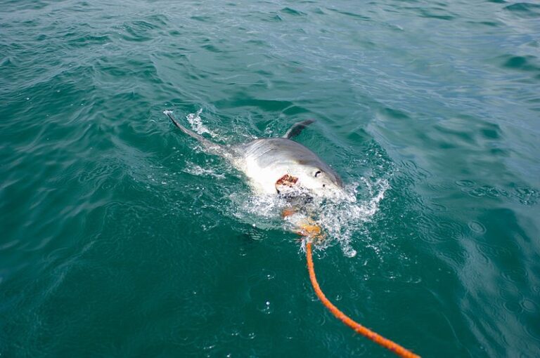Devastating Depredation: When sharks eat anglers’ catches – oceanbites