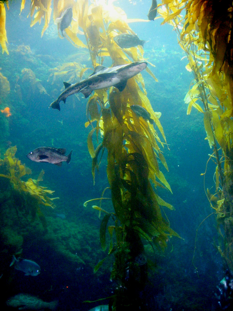 Mapping humanity’s impact on the coastal regions of the world – oceanbites