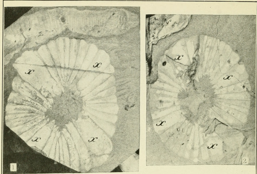 Motion in the ocean: how did the earliest animals move? – oceanbites