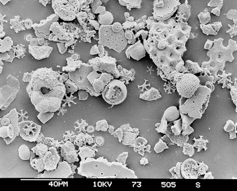 A story of sacrifice in the deep sea – oceanbites