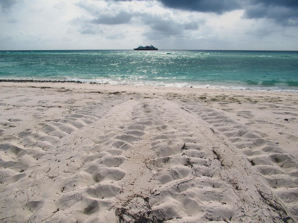 Good News for Green Turtles: 50 years of conservation gives huge boost ...