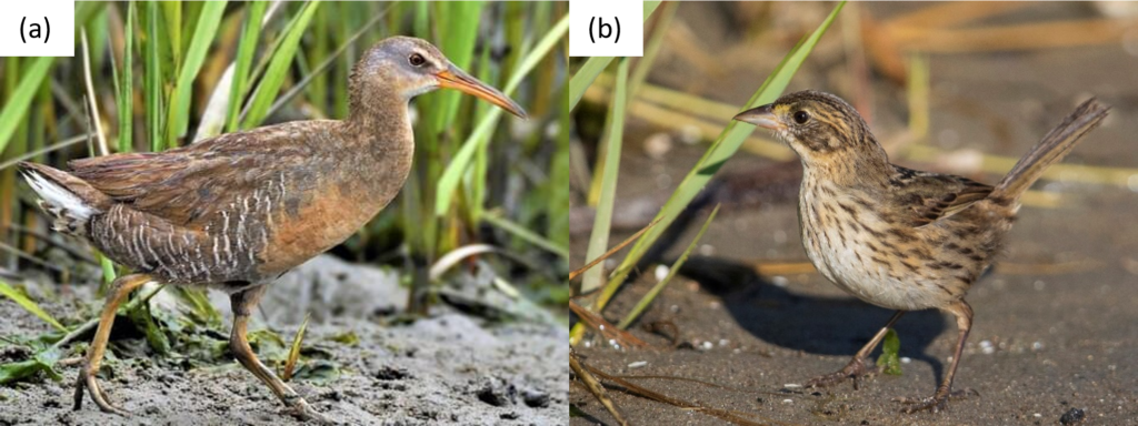 When microplastics go marshing in: A tale of two tidal marsh birds ...