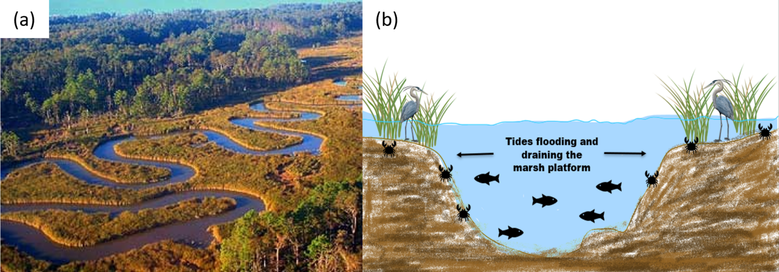 When microplastics go marshing in: A tale of two tidal marsh birds ...