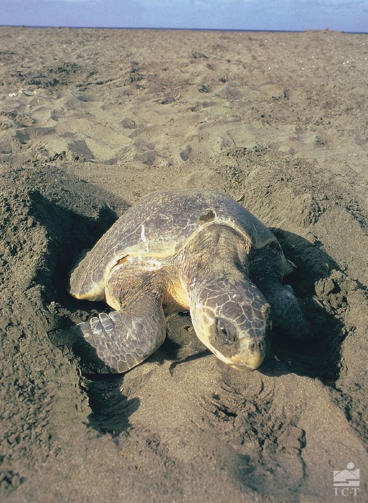 Good News for Green Turtles: 50 years of conservation gives huge boost ...