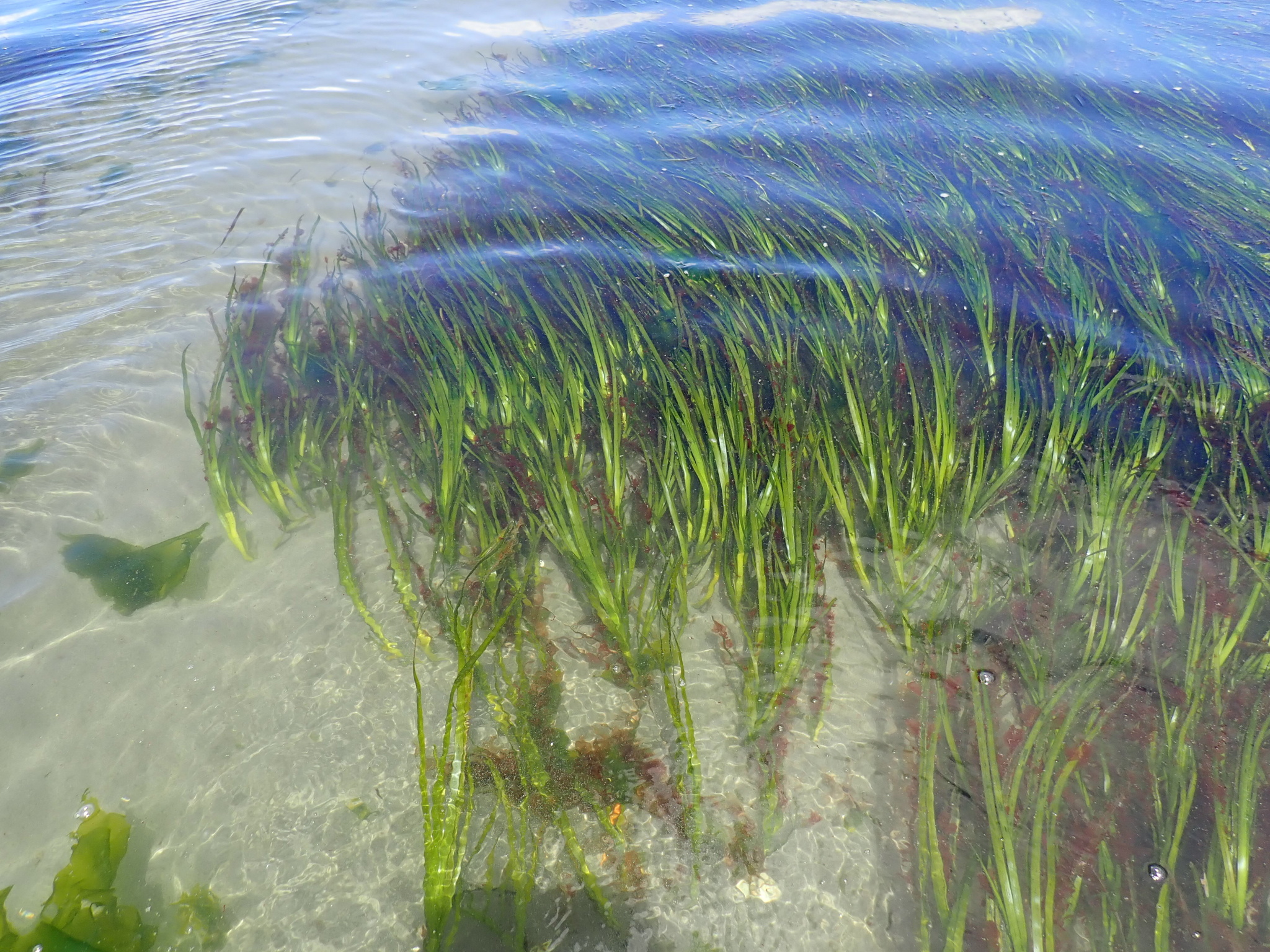 It takes two: Eelgrass and clams reduce erosion in coastal environments ...